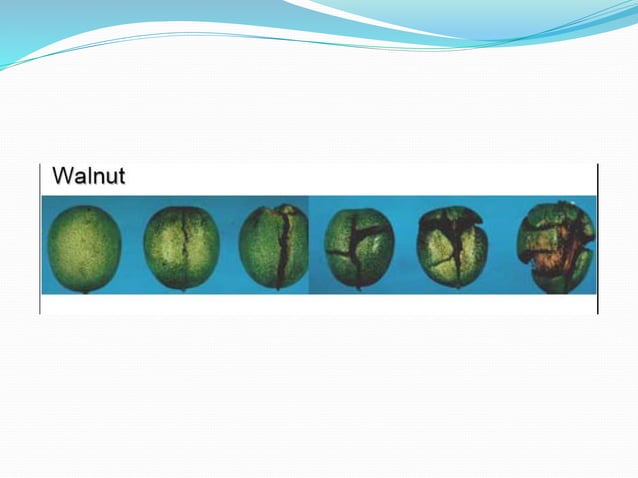 walnut production technology | PPTX | Agriculture | Industries
