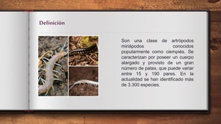 Clase quilopoda | PDF