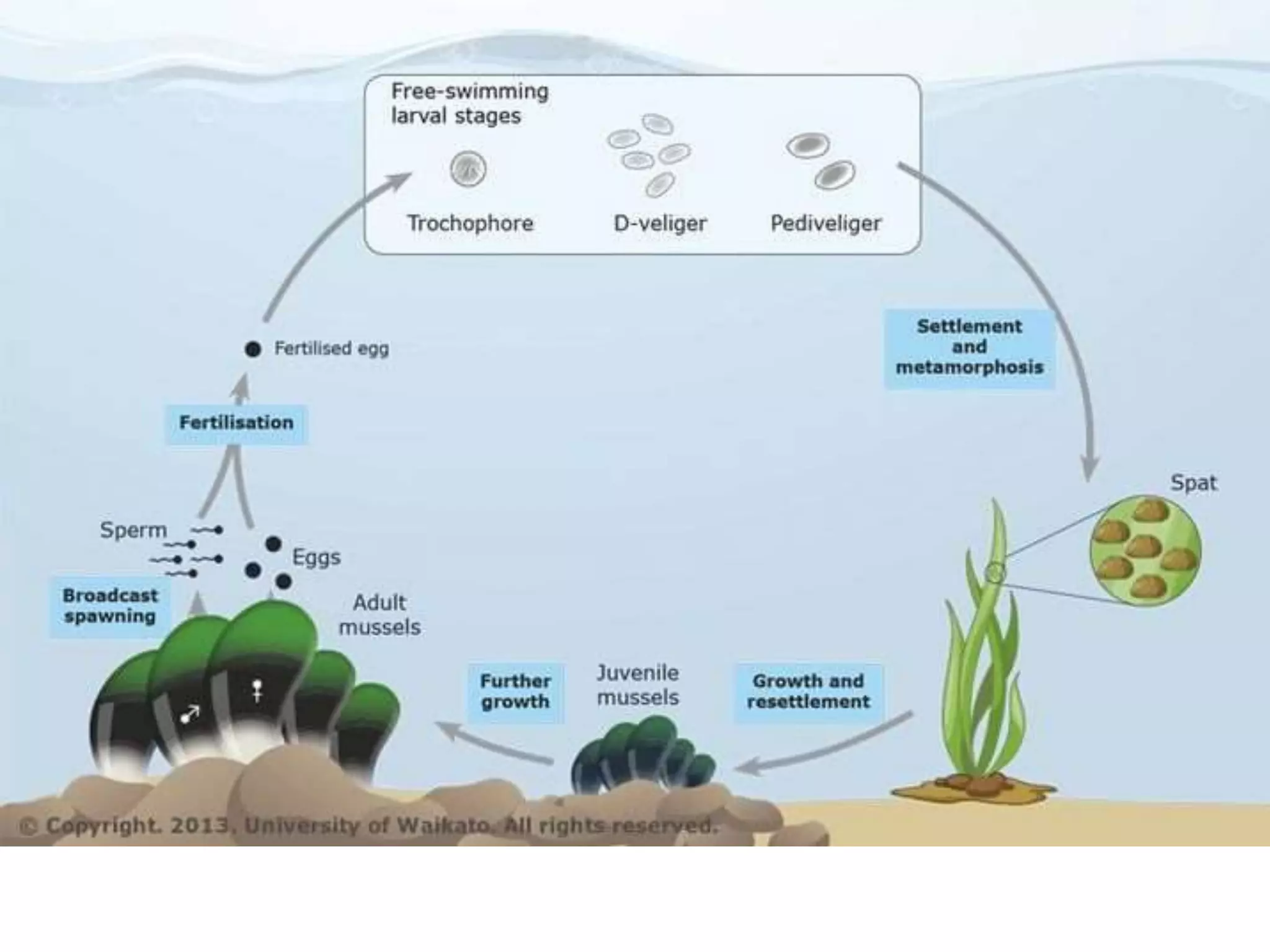 MUSSEL FARMING.pptx