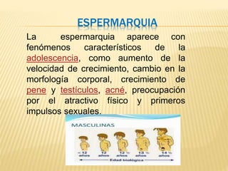 Espermarquia | PPTX