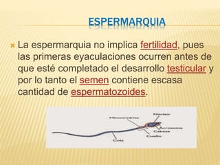 Espermarquia | PPTX