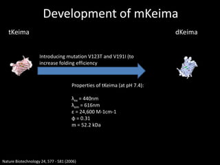 mKeima description | PPTX | Chemistry | Science