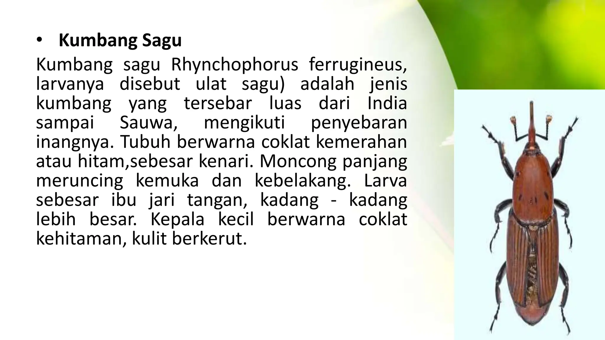 Mata Kuliah Ekologi Pertanian tahun 2024.pptx