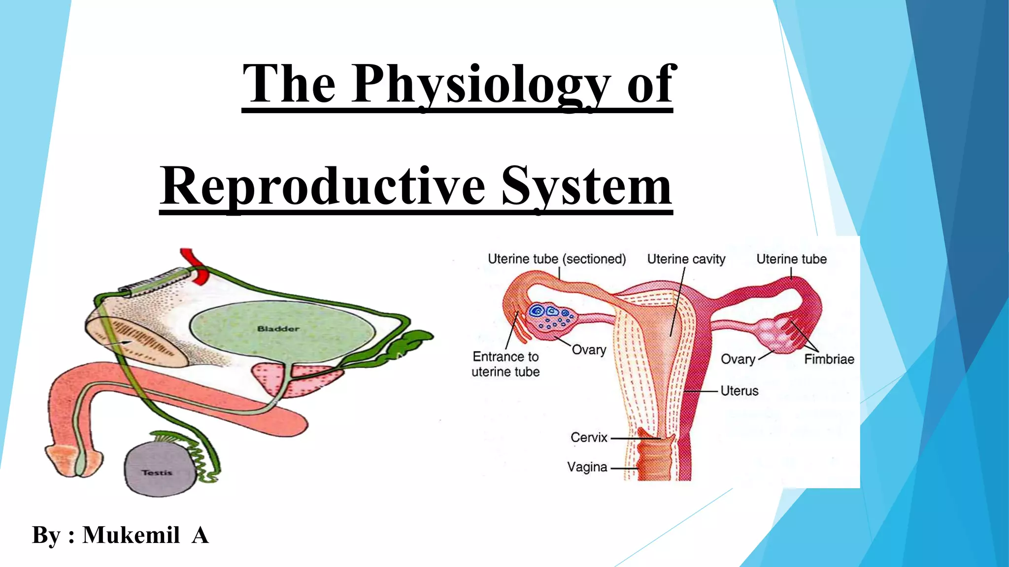 Overview of reproductive physiology and anatomy | PPT
