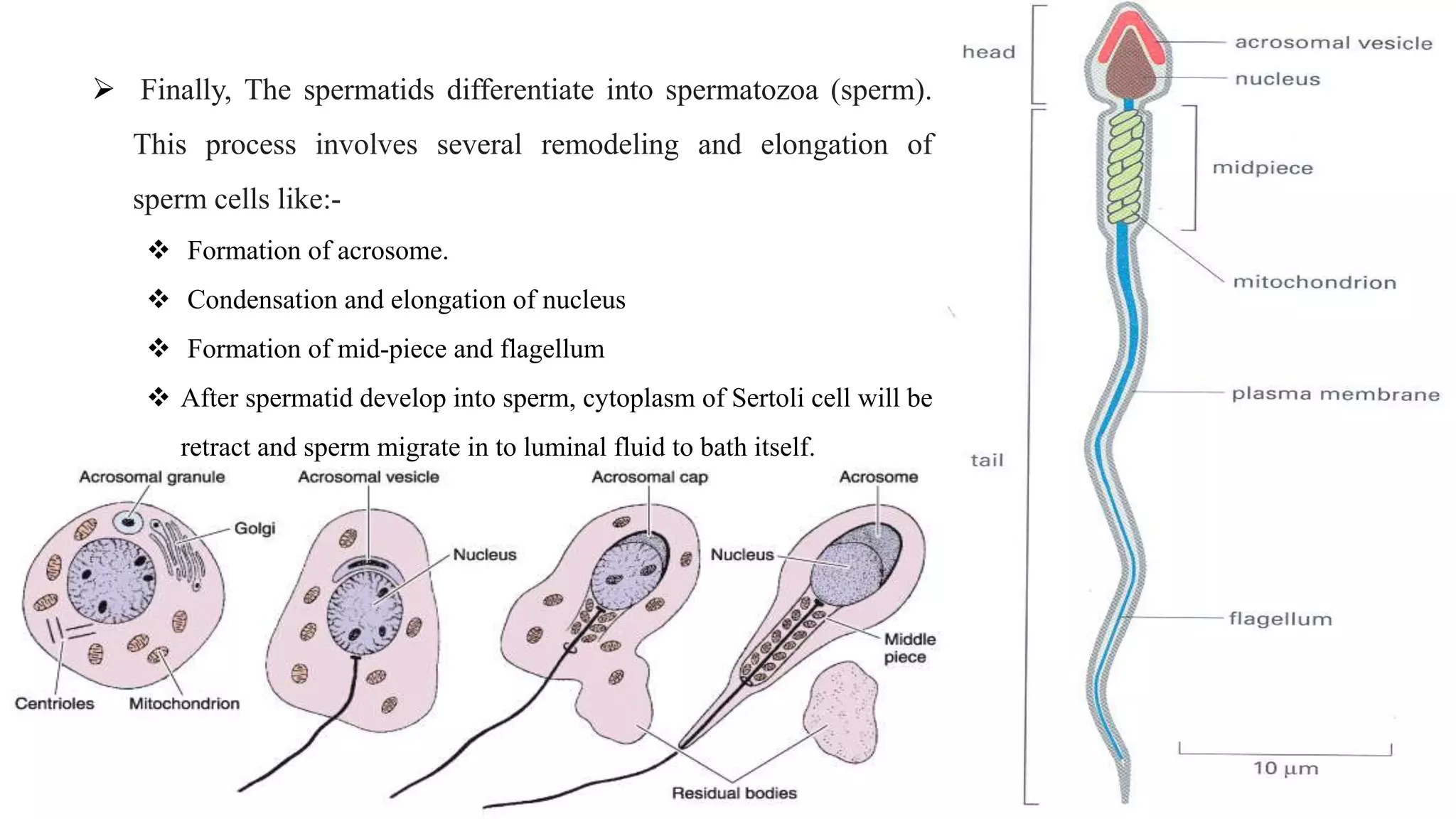 Overview of reproductive physiology and anatomy | PPT
