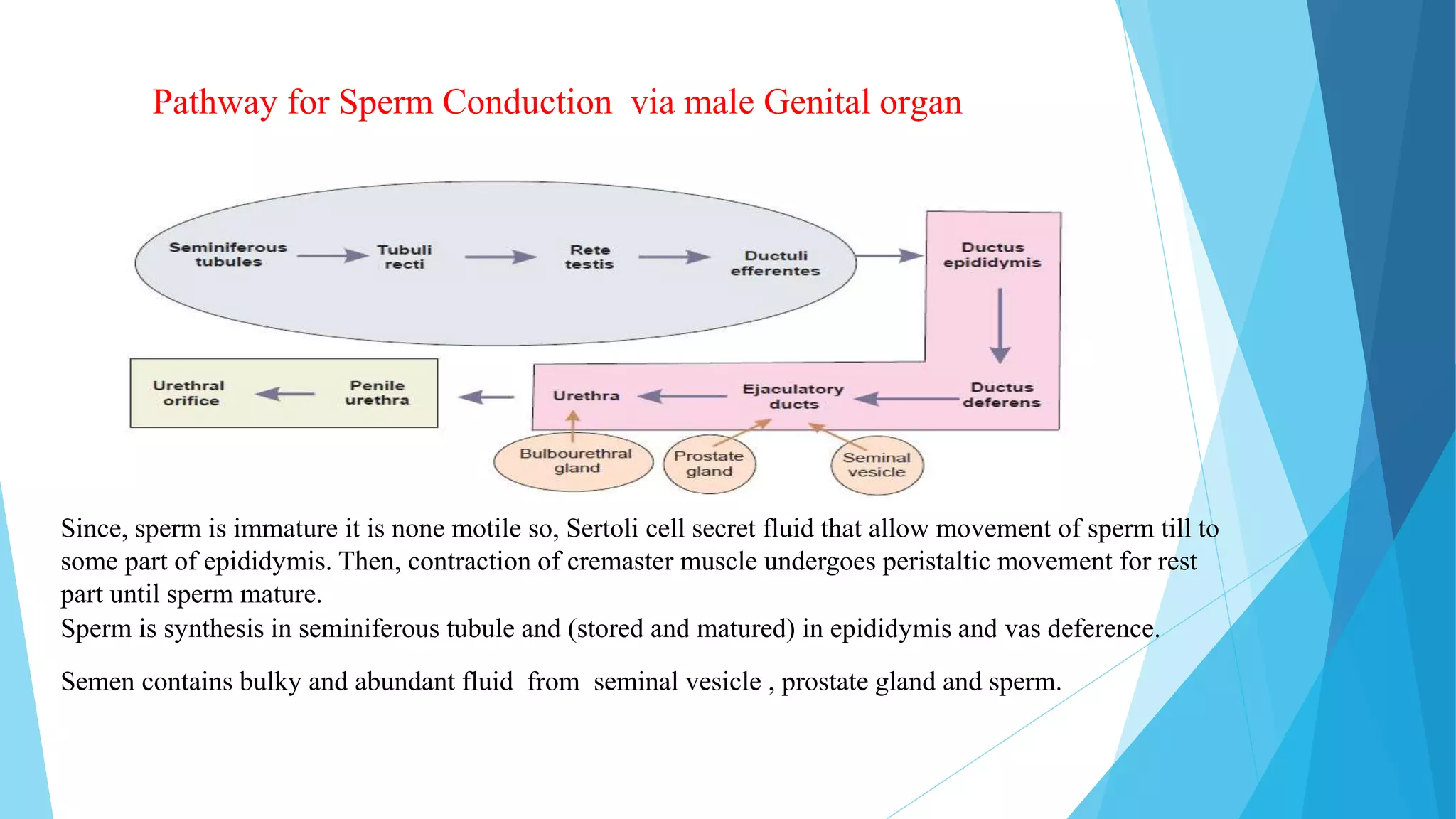 Overview of reproductive physiology and anatomy | PPT