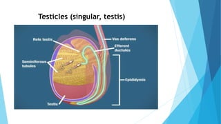 Overview of reproductive physiology and anatomy | PPT