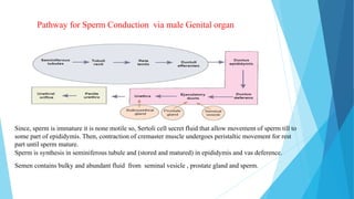 Overview of reproductive physiology and anatomy | PPT