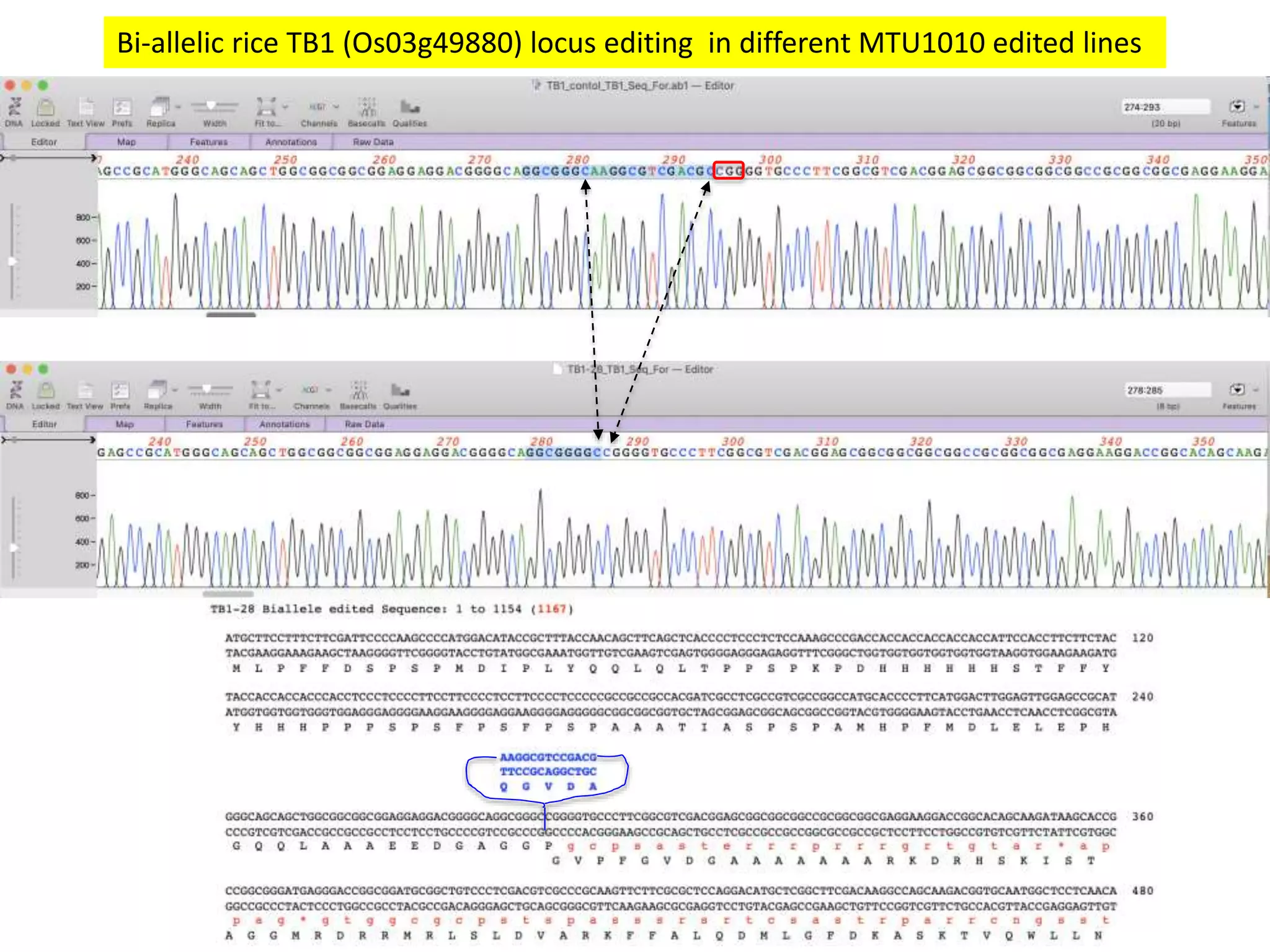 Editing rice-genome with CRISPR/Cas9: To improve agronomic traits for ...