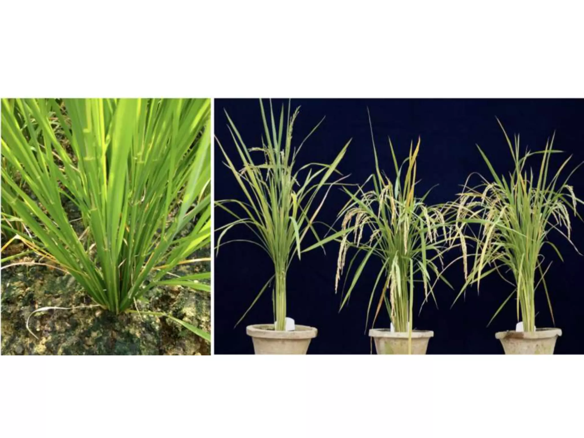Editing rice-genome with CRISPR/Cas9: To improve agronomic traits for ...