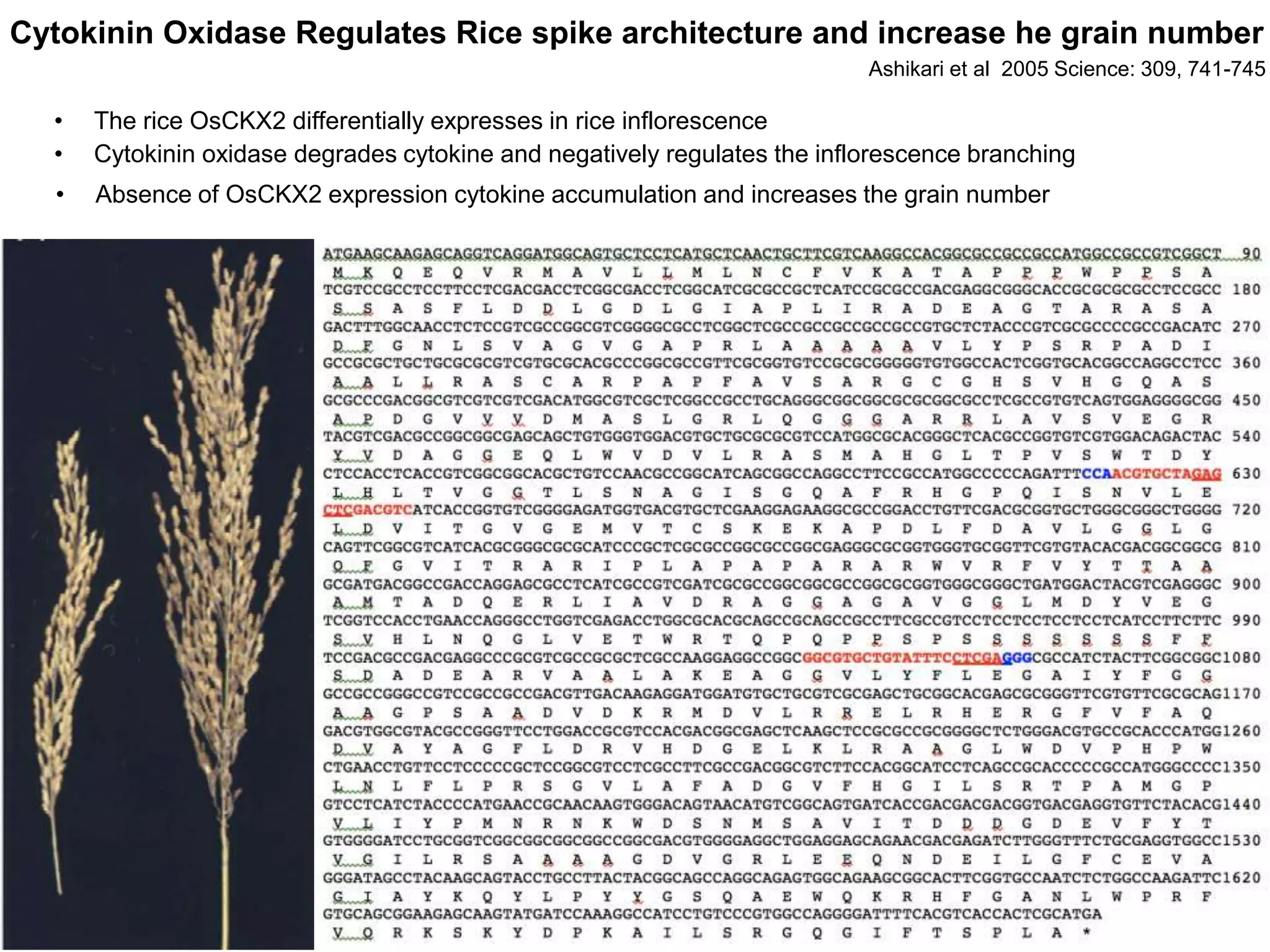 Editing rice-genome with CRISPR/Cas9: To improve agronomic traits for ...