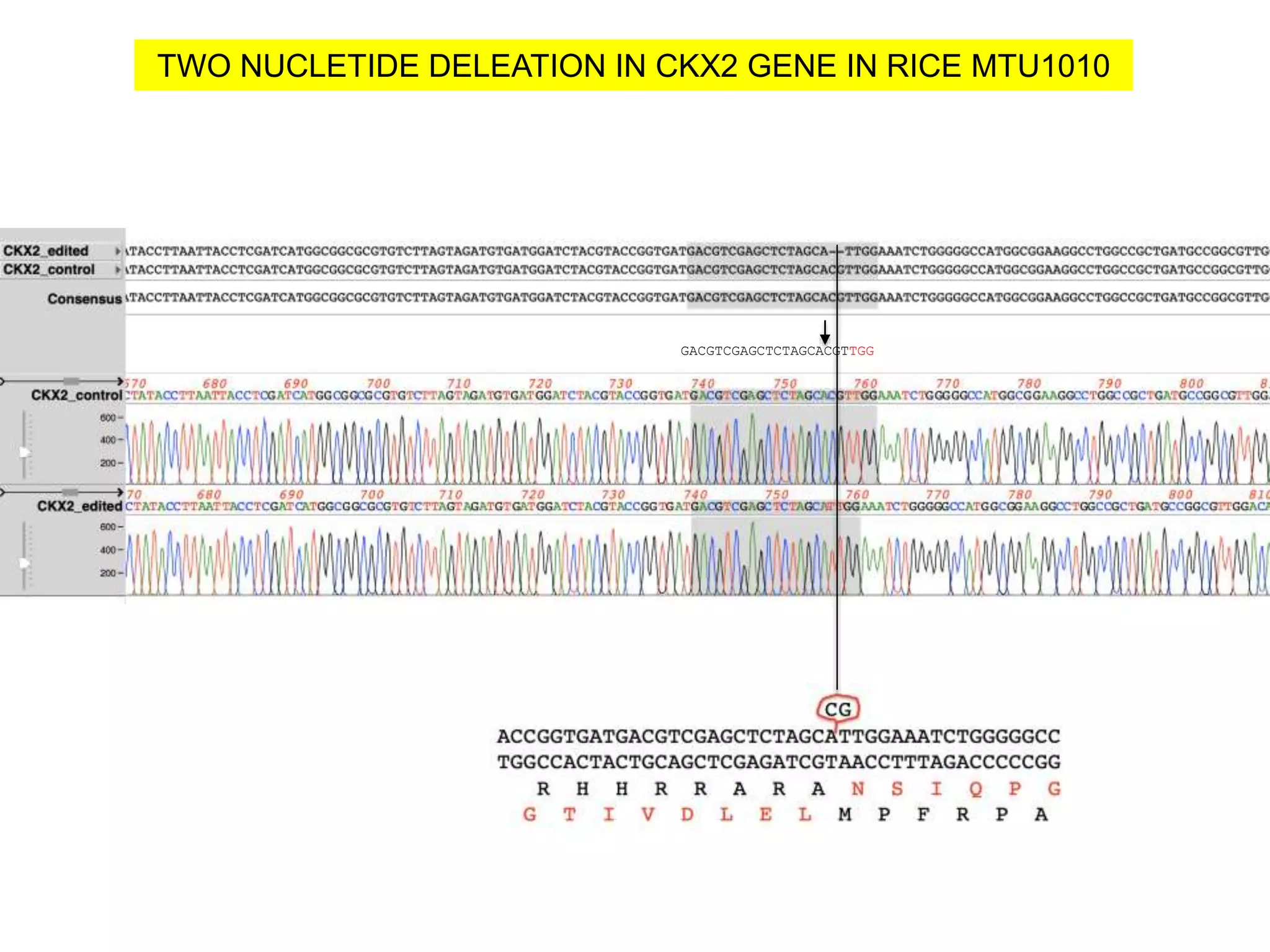 Editing rice-genome with CRISPR/Cas9: To improve agronomic traits for ...