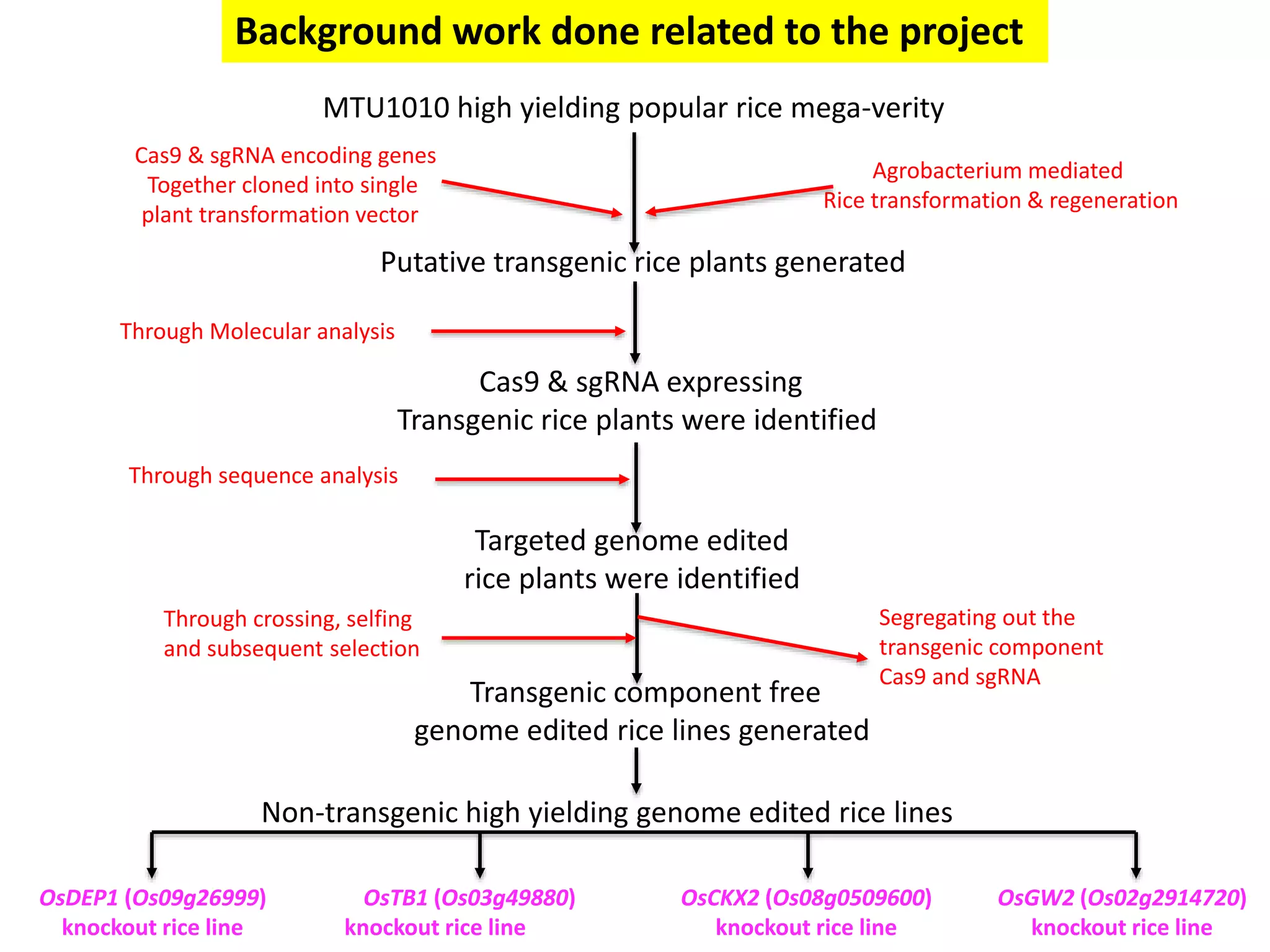 Editing rice-genome with CRISPR/Cas9: To improve agronomic traits for ...