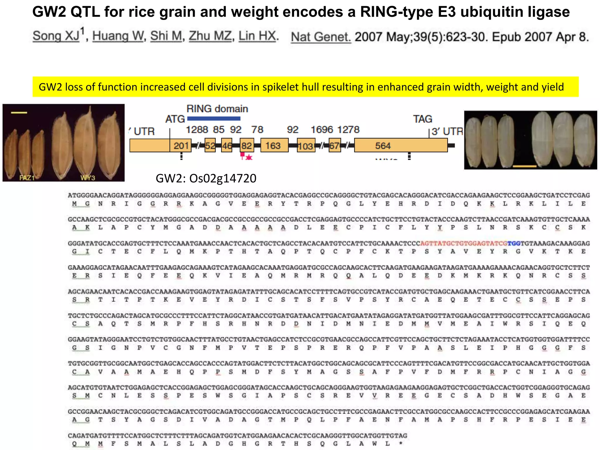 Editing rice-genome with CRISPR/Cas9: To improve agronomic traits for ...