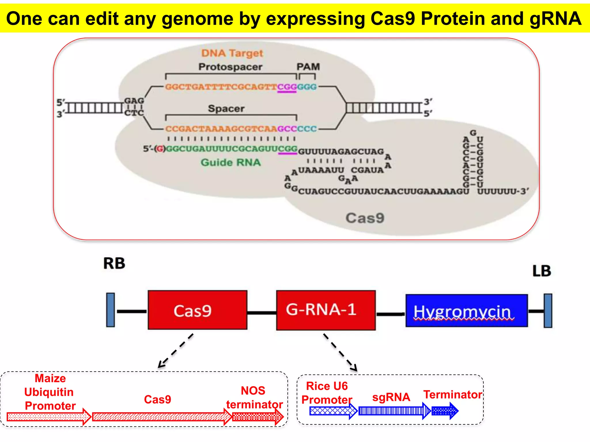 Editing rice-genome with CRISPR/Cas9: To improve agronomic traits for ...