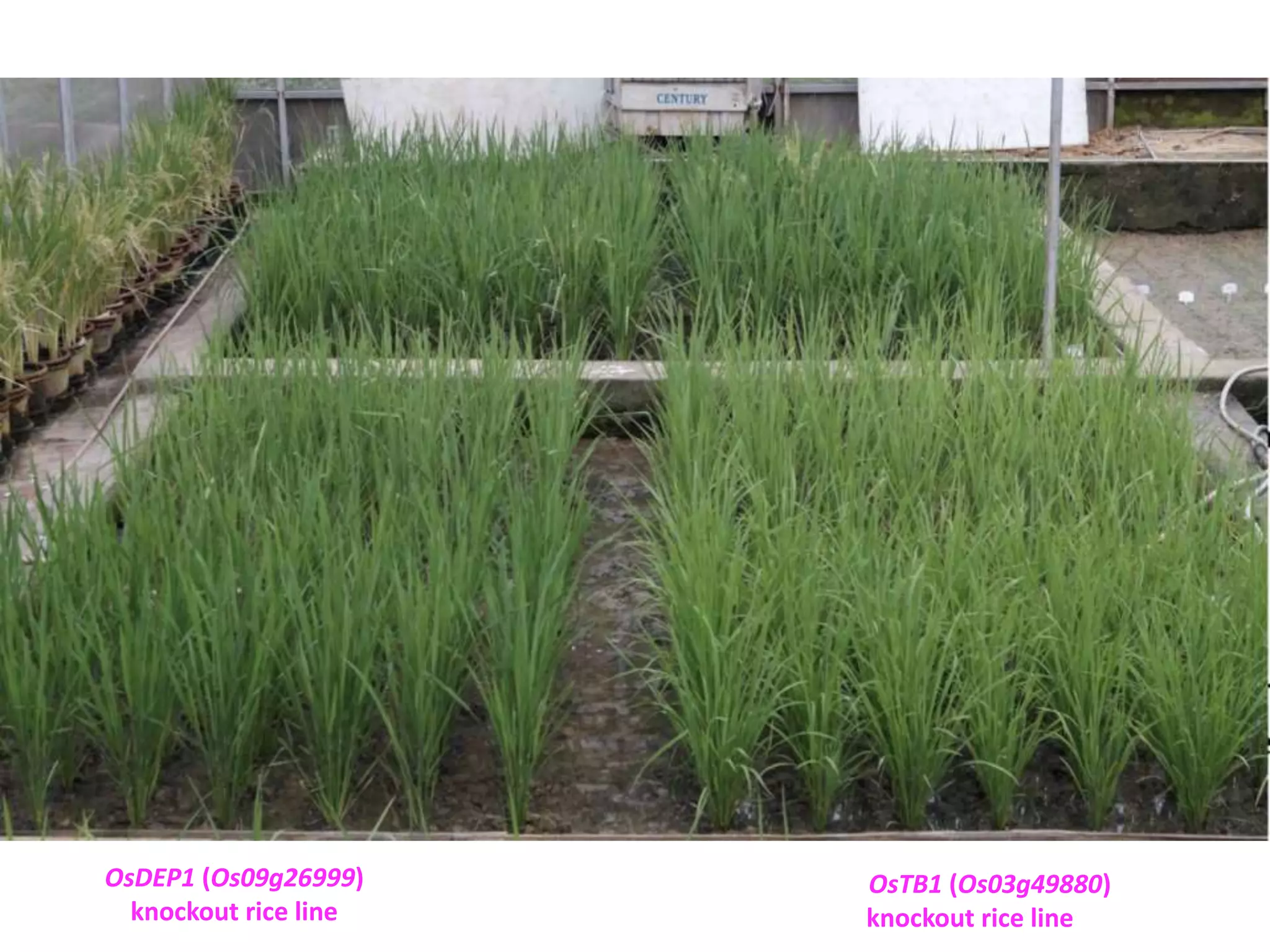 Editing rice-genome with CRISPR/Cas9: To improve agronomic traits for ...