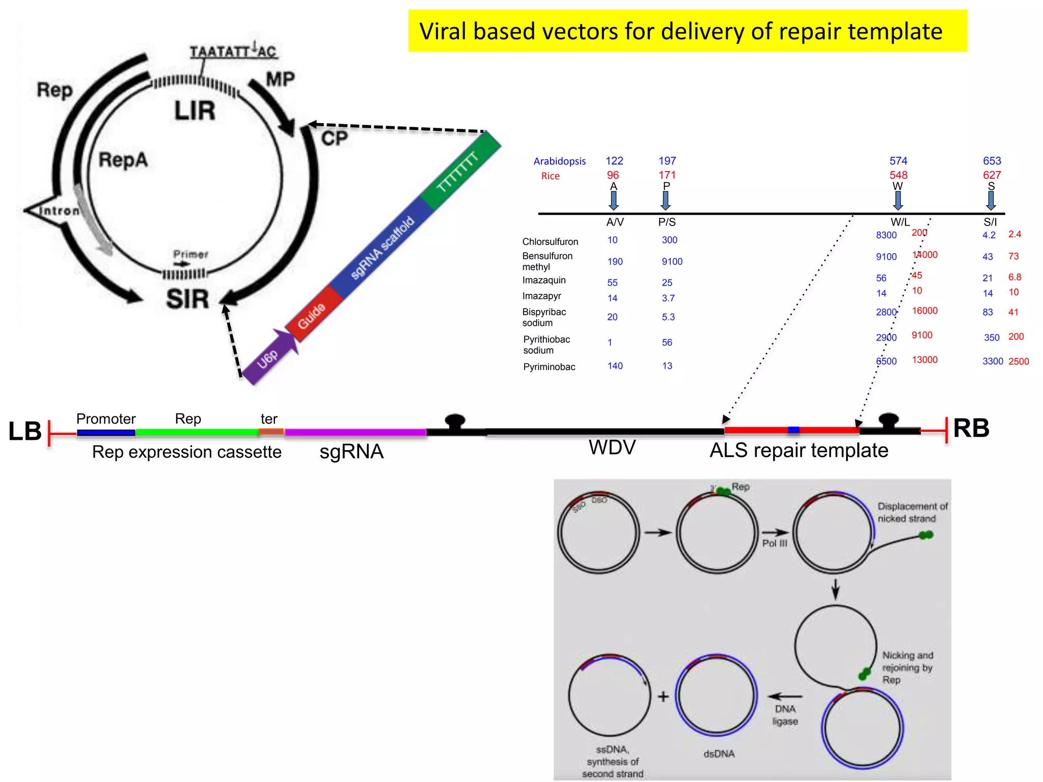 Editing rice-genome with CRISPR/Cas9: To improve agronomic traits for ...