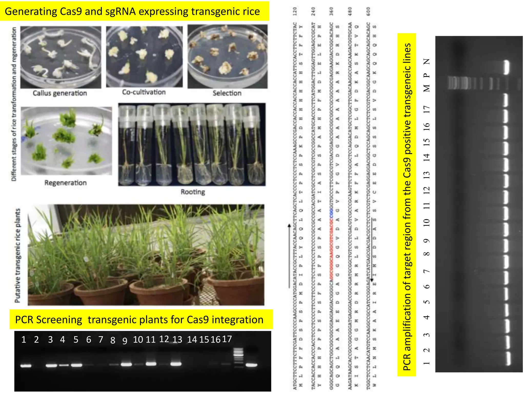 Editing rice-genome with CRISPR/Cas9: To improve agronomic traits for ...