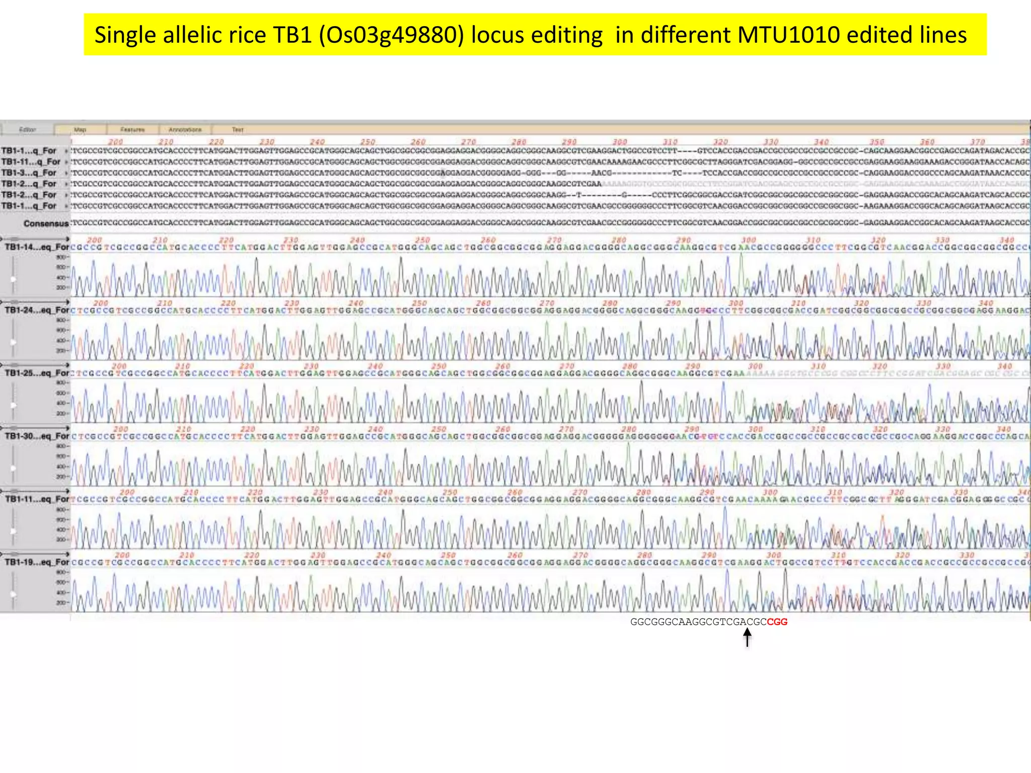 Editing rice-genome with CRISPR/Cas9: To improve agronomic traits for ...
