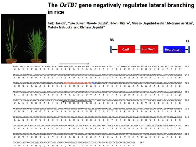 Editing rice-genome with CRISPR/Cas9: To improve agronomic traits for ...