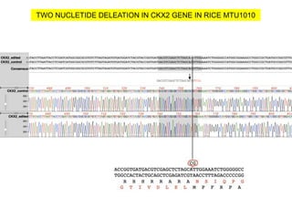 Editing rice-genome with CRISPR/Cas9: To improve agronomic traits for ...