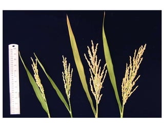 Editing rice-genome with CRISPR/Cas9: To improve agronomic traits for ...