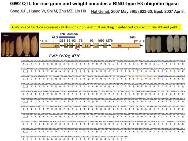 Editing rice-genome with CRISPR/Cas9: To improve agronomic traits for ...