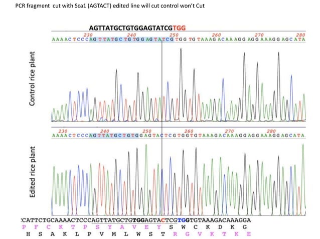 Editing rice-genome with CRISPR/Cas9: To improve agronomic traits for ...