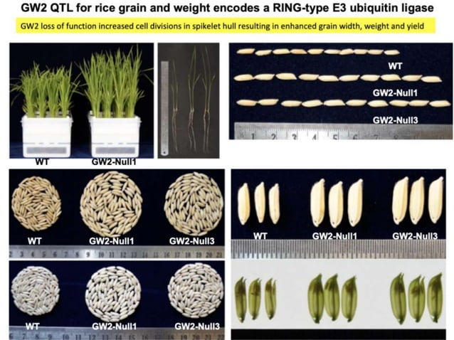 Editing rice-genome with CRISPR/Cas9: To improve agronomic traits for ...