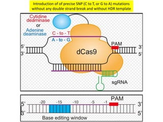 Editing rice-genome with CRISPR/Cas9: To improve agronomic traits for ...