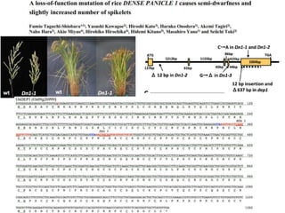 Editing rice-genome with CRISPR/Cas9: To improve agronomic traits for ...
