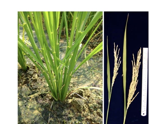 Editing rice-genome with CRISPR/Cas9: To improve agronomic traits for ...