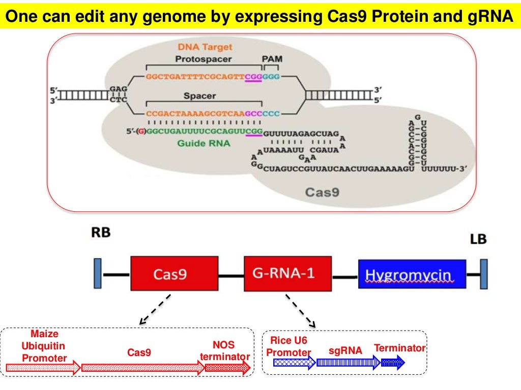 Editing rice-genome with CRISPR/Cas9: To improve agronomic traits fo…