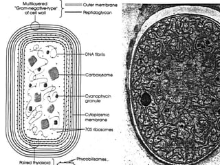 Gloeocapsa Labeled Diagram