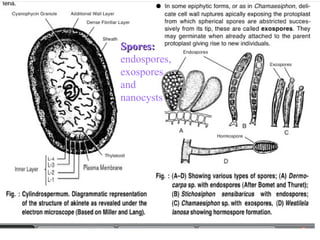 Gloeocapsa Labeled Diagram