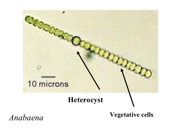 Mks cyanobacteria