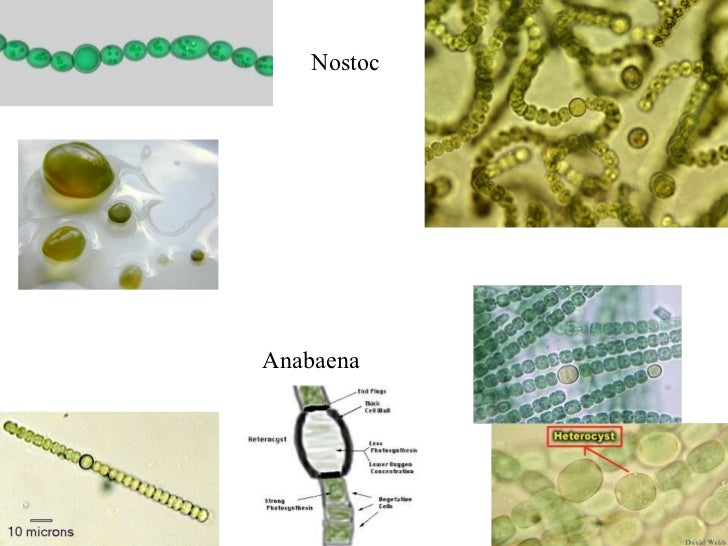 Oscillatoria Under Microscope Labeled Microscope Anabaena Cell