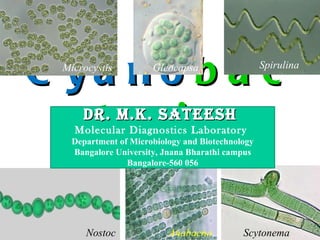Mks cyanobacteria | PPT
