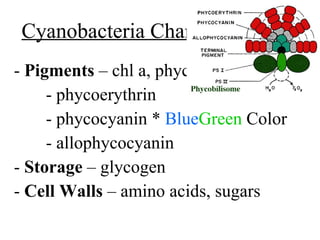 Mks cyanobacteria | PPT