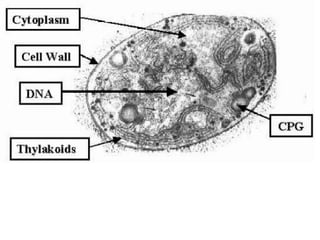 Cyanobacteria Diagram
