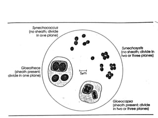 Gloeocapsa Slide Labeled