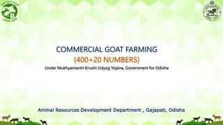 MKUY GOATERY 400+20.PPTX
