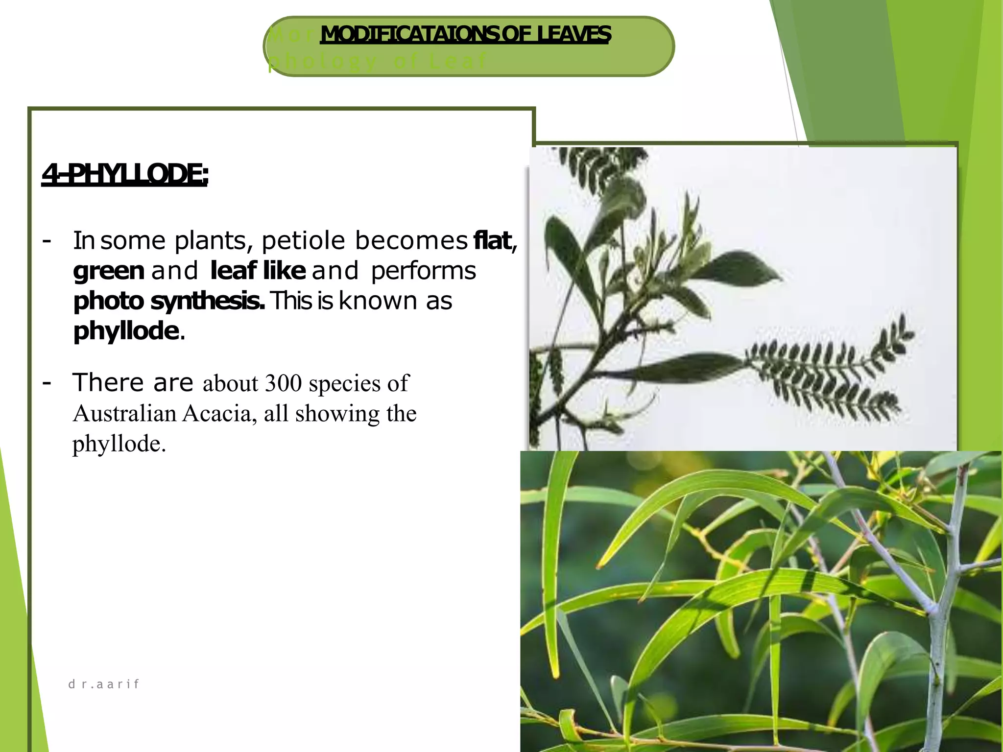 INTRODUCTION OF LEAVES AND MODIFICATIONS OF LEAVES | PPTX