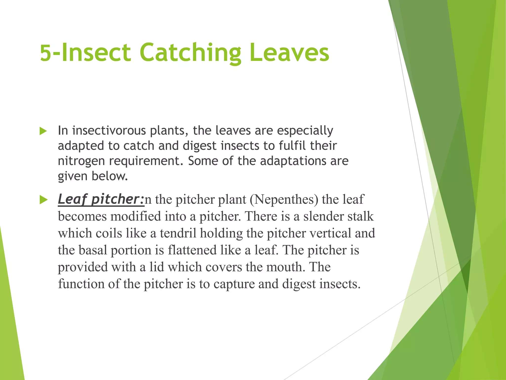 INTRODUCTION OF LEAVES AND MODIFICATIONS OF LEAVES | PPTX