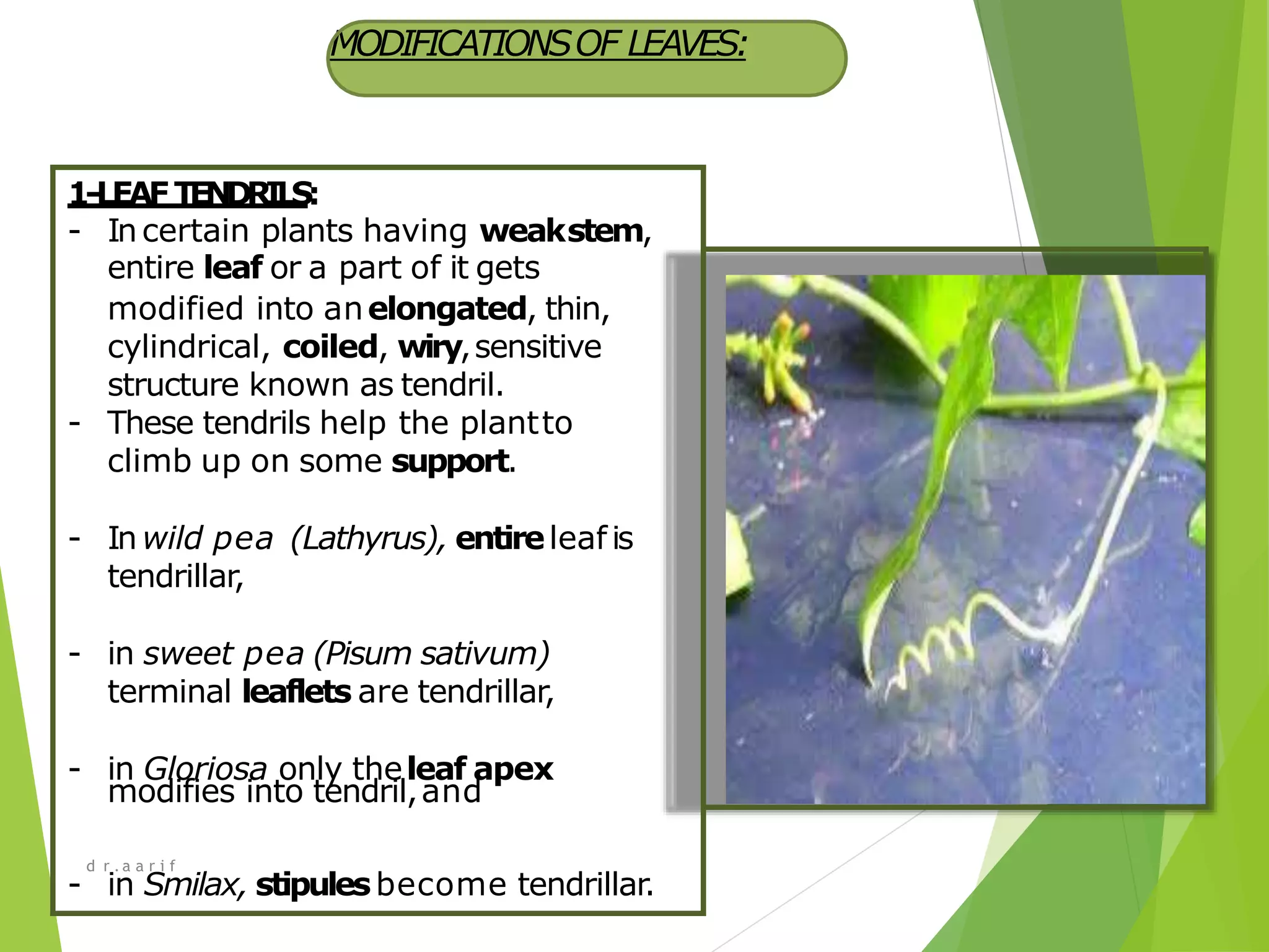 INTRODUCTION OF LEAVES AND MODIFICATIONS OF LEAVES | PPTX
