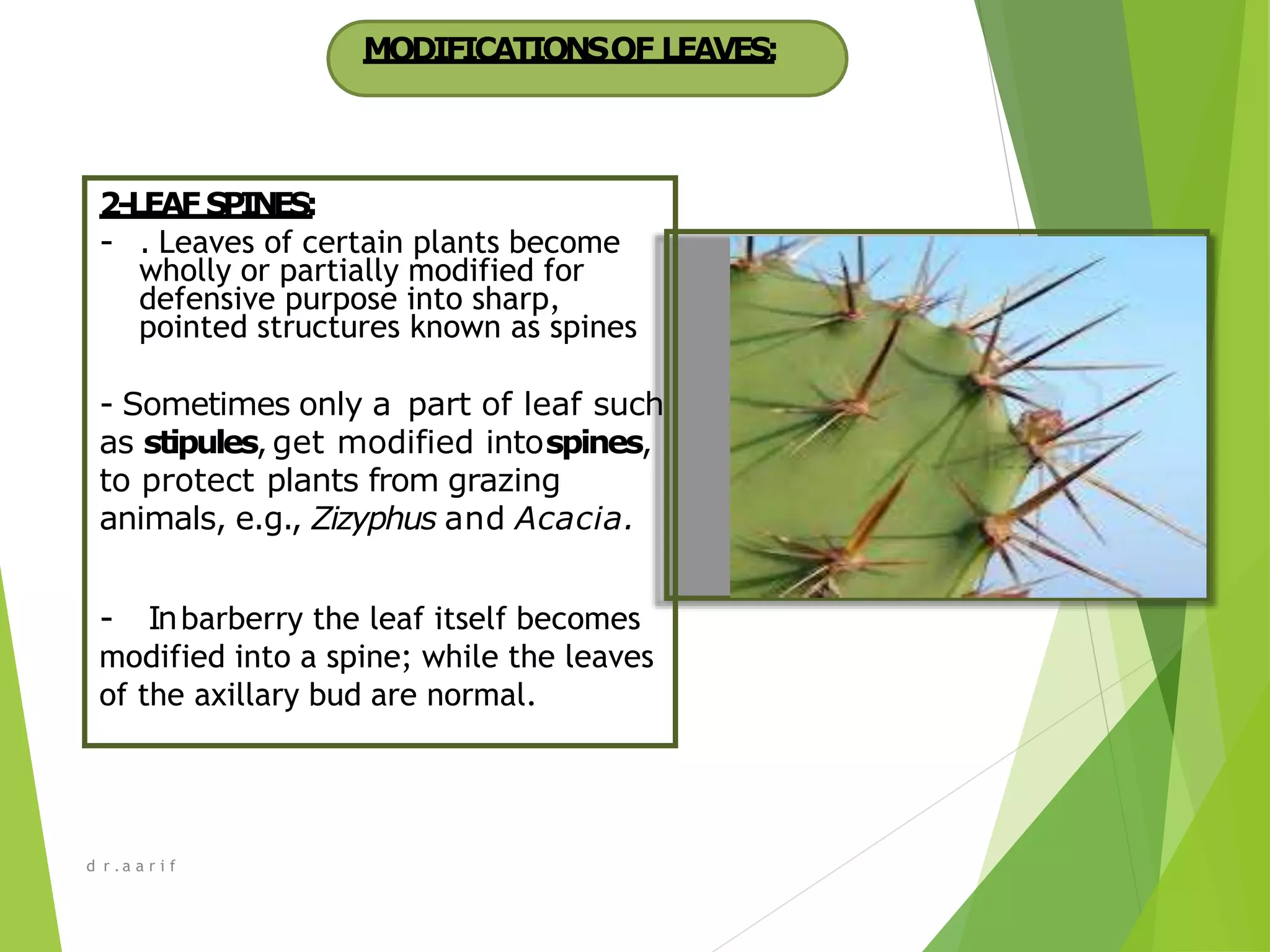 INTRODUCTION OF LEAVES AND MODIFICATIONS OF LEAVES | PPTX