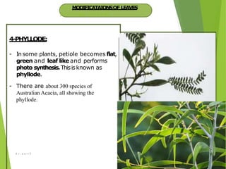 INTRODUCTION OF LEAVES AND MODIFICATIONS OF LEAVES | PPTX