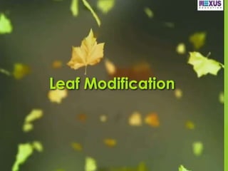 INTRODUCTION OF LEAVES AND MODIFICATIONS OF LEAVES | PPTX