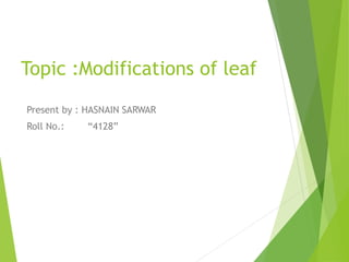 INTRODUCTION OF LEAVES AND MODIFICATIONS OF LEAVES | PPTX