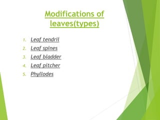 INTRODUCTION OF LEAVES AND MODIFICATIONS OF LEAVES | PPTX